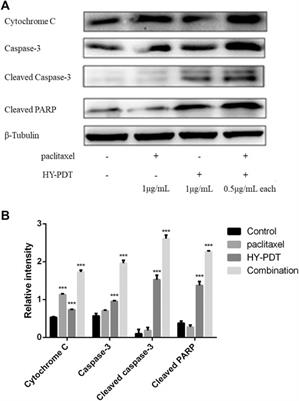 Frontiers | Hypericin Enhances Paclitaxel-Induced B16-F10 Cell Apoptosis by Activating a ...